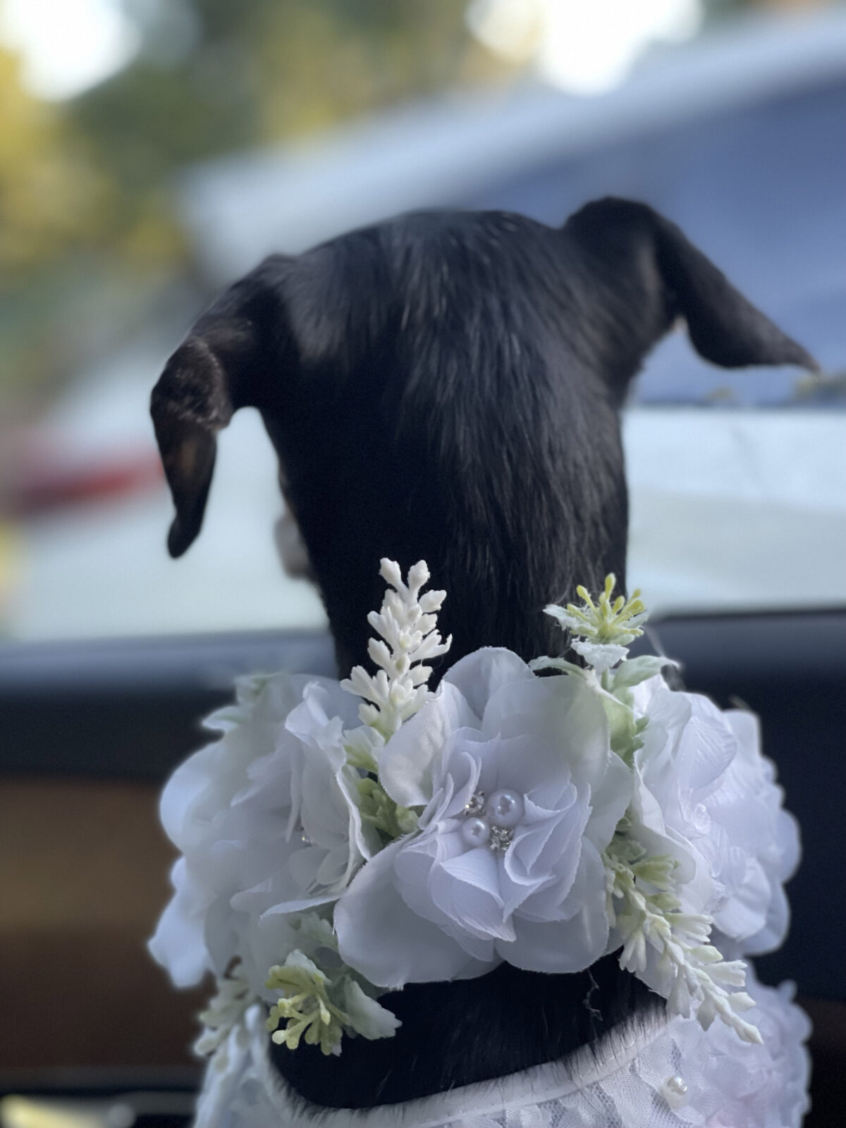 Wedding Outfit Ideas For Your Dog - fureverus.com