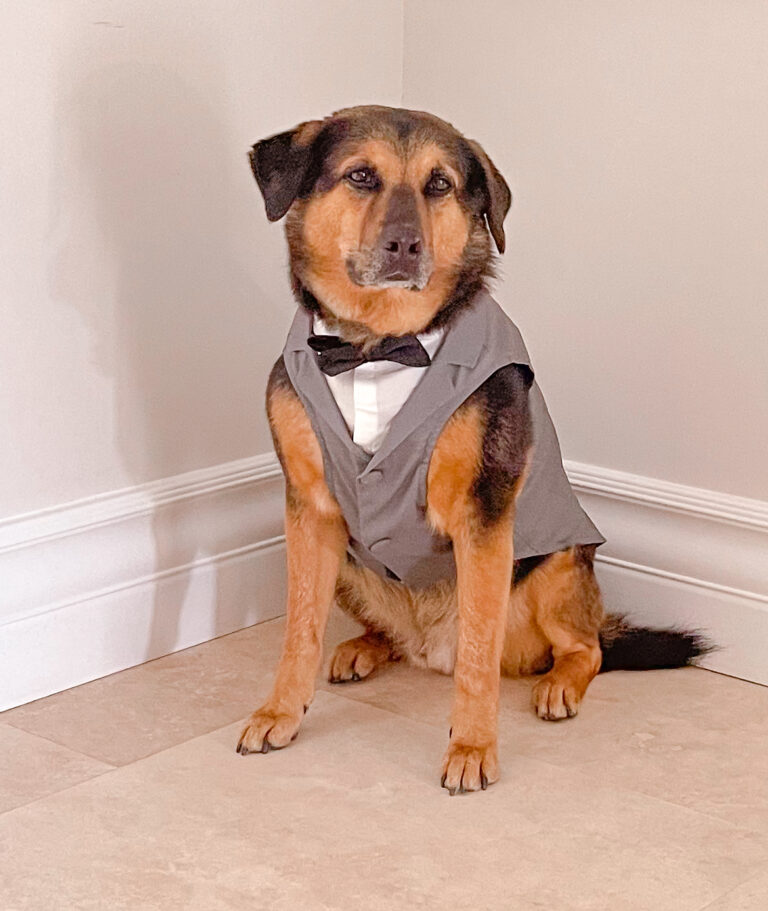 Wedding Outfit Ideas For Your Dog - fureverus.com